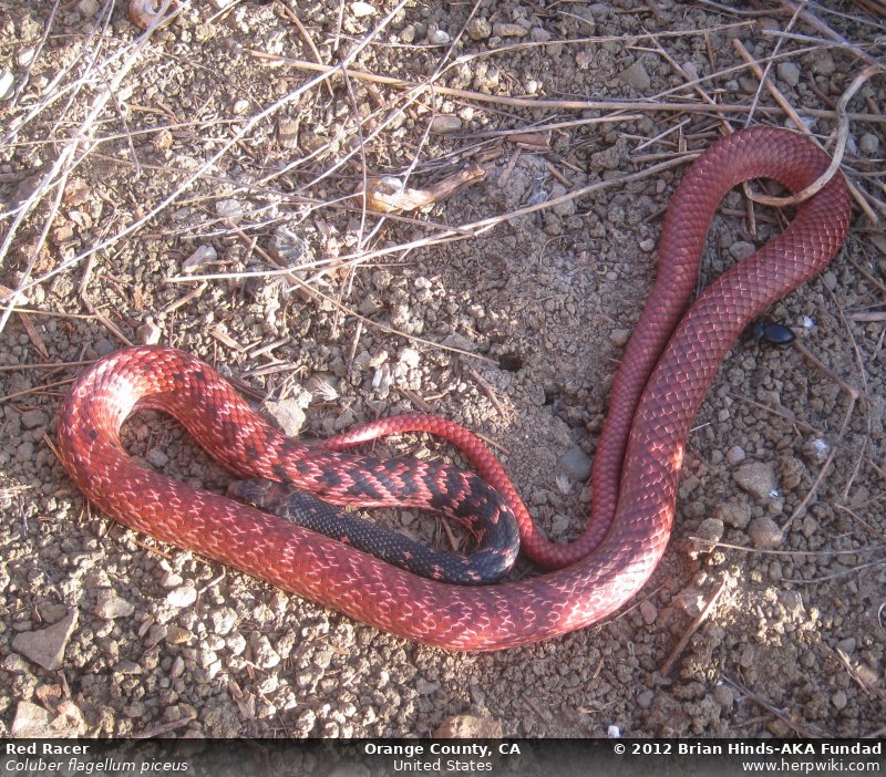 Coachwhip thread - Field Herp Forum